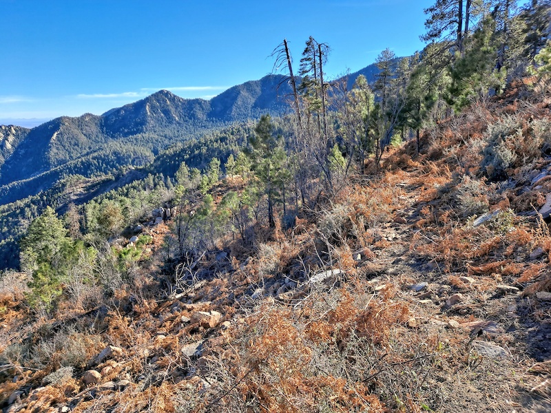 Pinaleno Mountains (Mt. Graham) Mountain Biking Trails | Trailforks