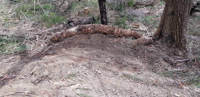 Garra Loop Upper Mountain Biking Trail - Helensburgh