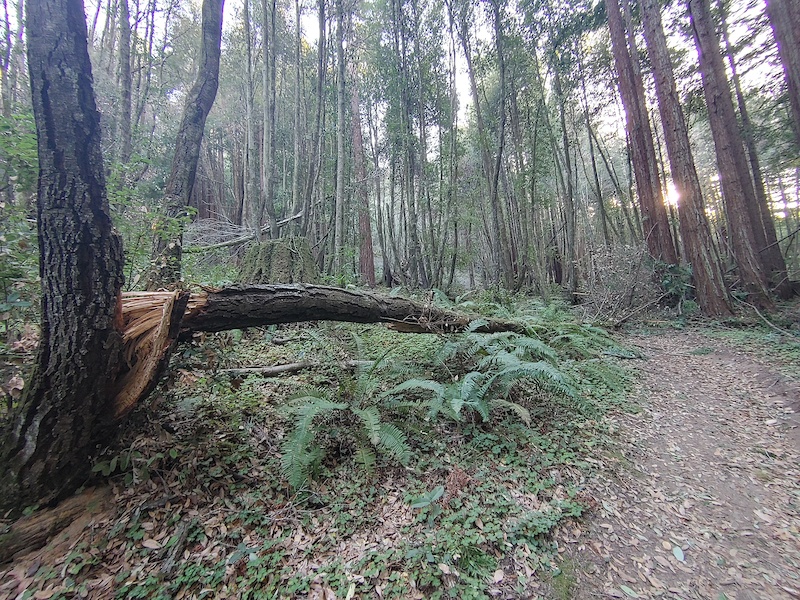 Enchanted Loop Mountain Biking Trail - Santa Cruz, CA