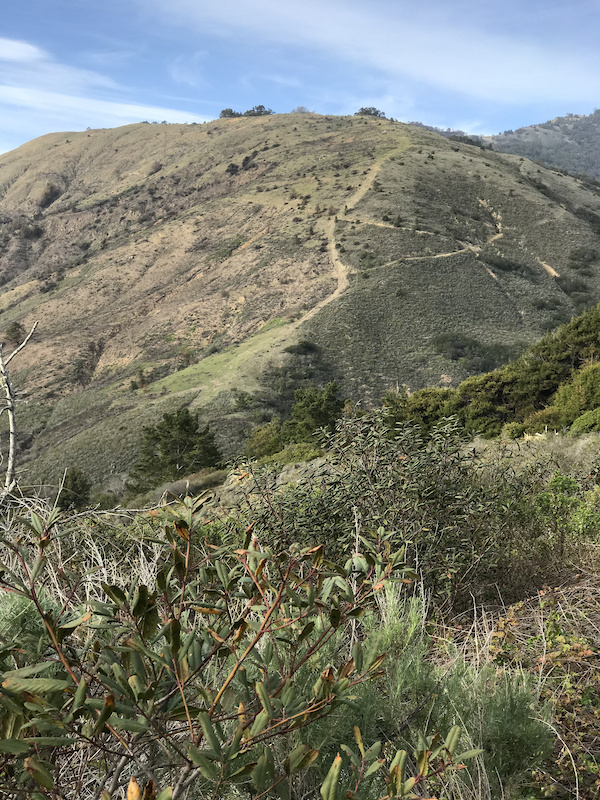 Prewitt Ridge Trail (DH section) Mountain Biking Trail - Plaskett