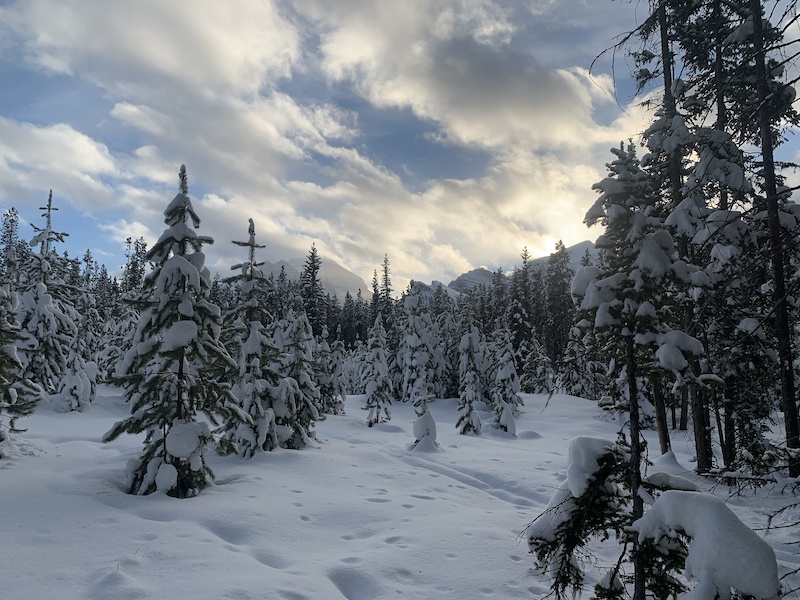 Pipestone Loop Nordic Skiing Trail - Lake Louise, AB
