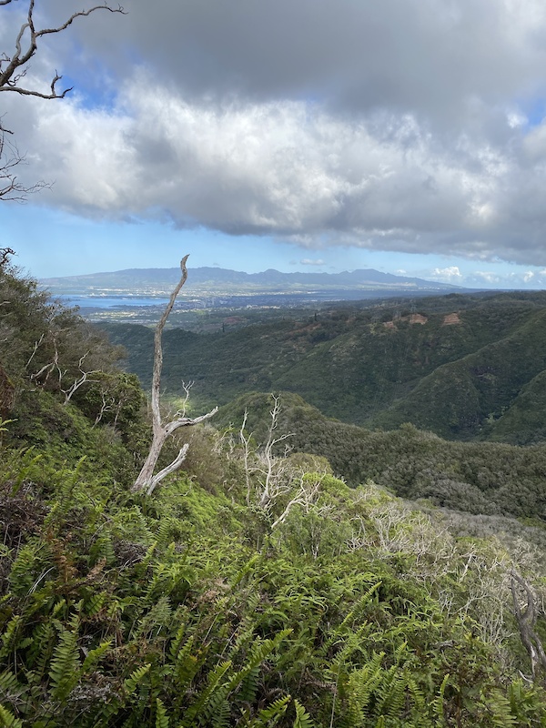 Tripler Ridge Trail Hiking Trail - Pearl City, HI