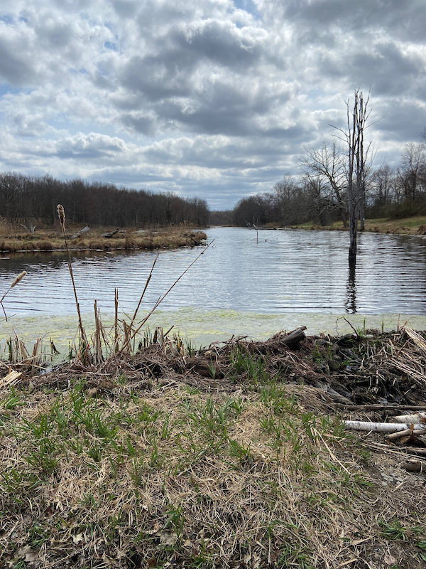Spider Tires at Stewart State Forest | Trailforks