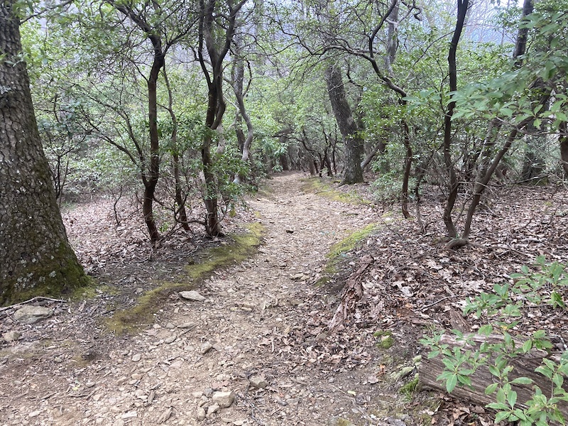 Black Mountain Loop - Shuttle Loop Mountain Biking Route | Trailforks