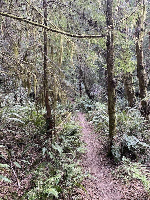 Orchard Mountain Biking Trail - Mendocino, California