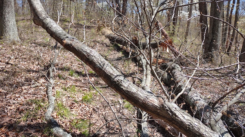 Nebo Ridge Trail Mountain Biking Trail - Nashville