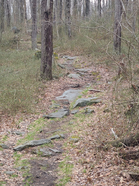 Wolf Rocks Loop Multi Trail - Ligonier, Pennsylvania