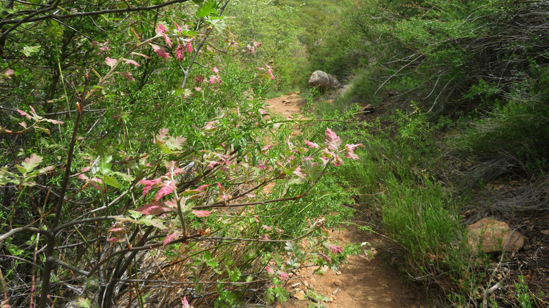 Upper Descanso Creek Hiking Trail - Julian, California