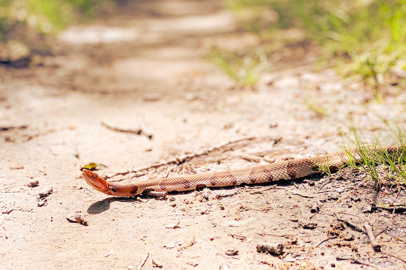 Snake Loop Multi Trail - Tulsa, Oklahoma | Trailforks