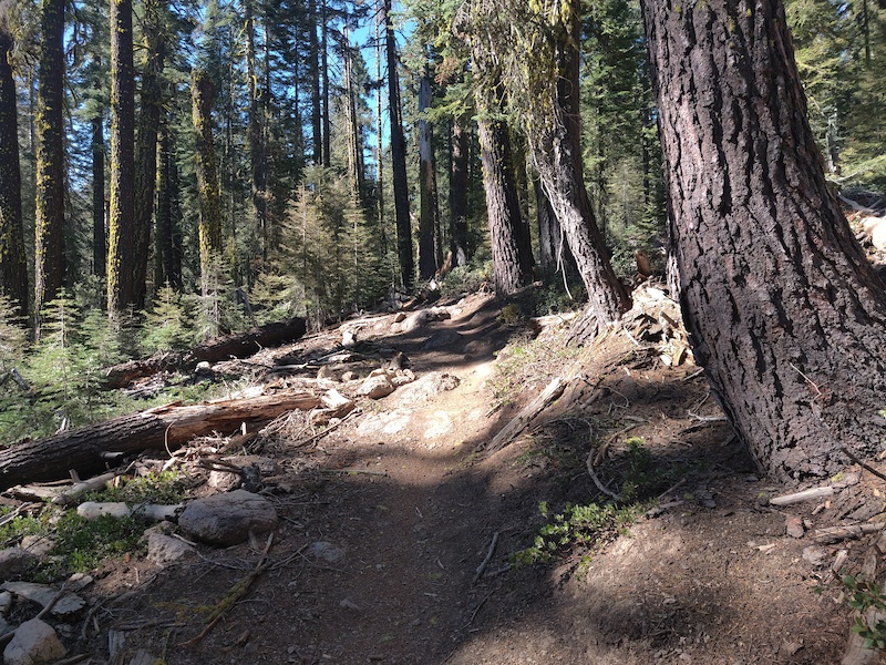 Big Chief Trail (Lower) Mountain Biking Trail - Truckee