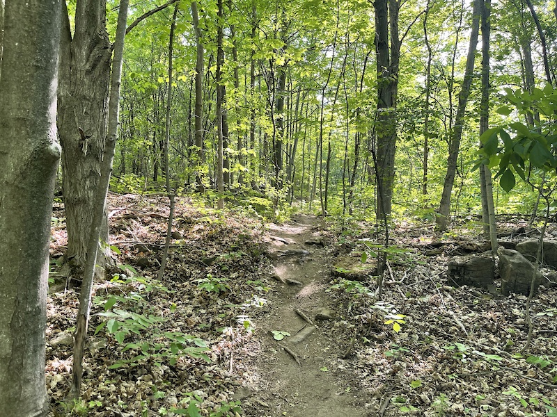 All Natural Mountain Biking Trail - Nepean, Ontario