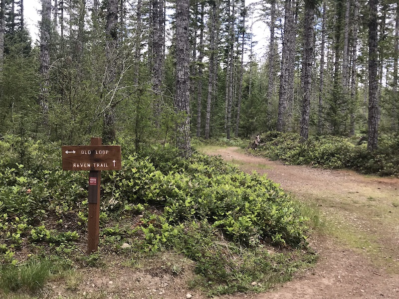 Raven's Trail Mountain Biking Trail - Silverdale, WA