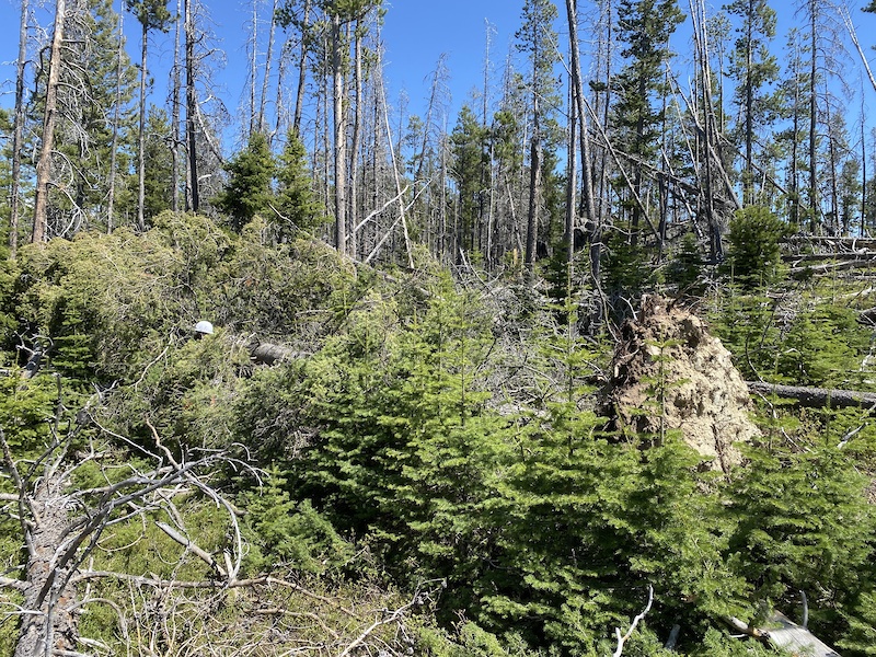 CDNST (MacDonald Pass to Switchback Ridge) Multi Trail - Helena