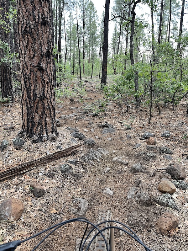 Springs Multi Trail - Pinetop-Lakeside, Arizona