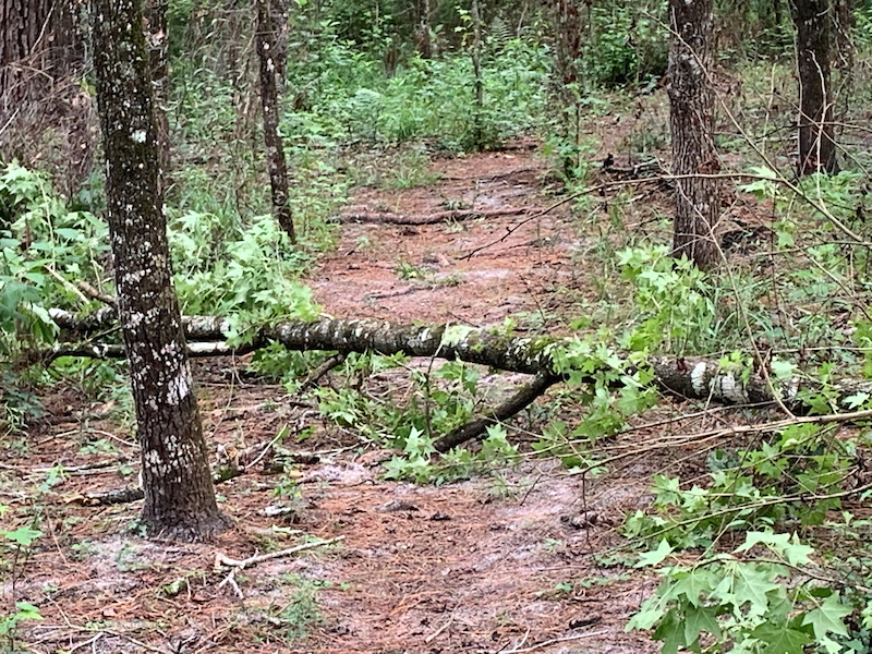 Lake Pithlachocco Trail Multi Trail - Gainesville, FL