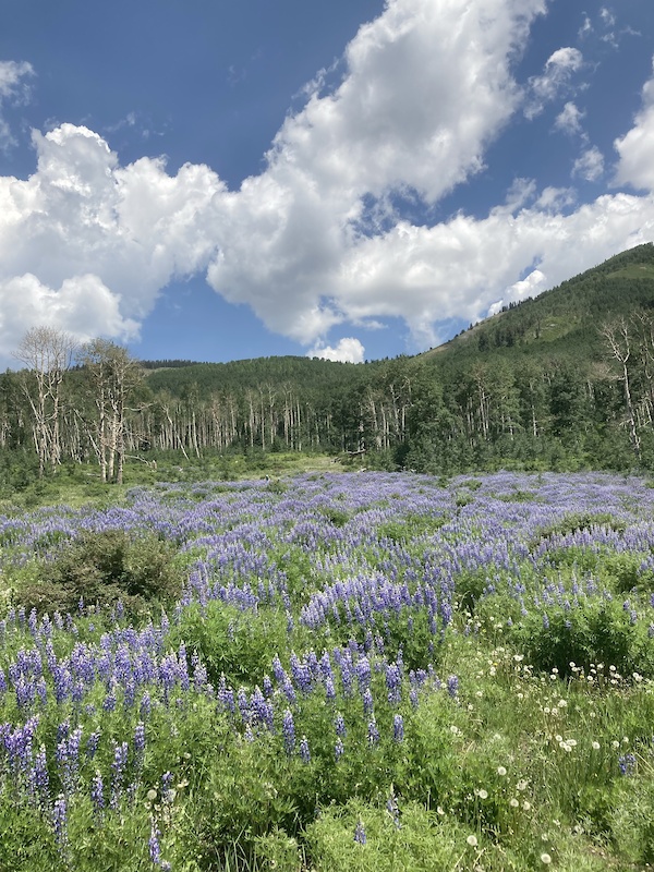 Old Gold Run Mountain Biking Trail - Mancos, Colorado