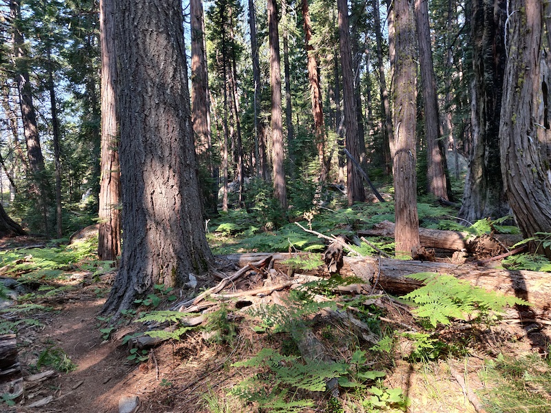Spaulding Lake Trail Multi Trail - Nevada City, CA