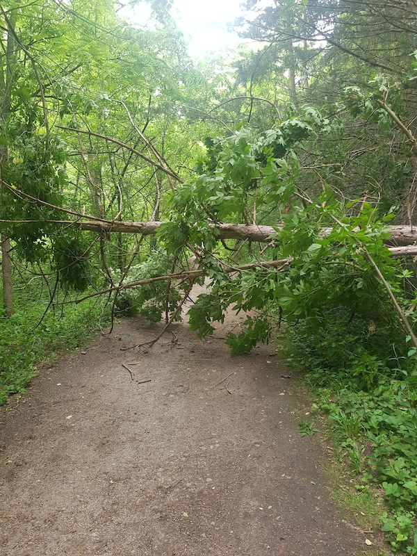 Newtonbrook Creek Pathway Mountain Biking Trail - North York, ON