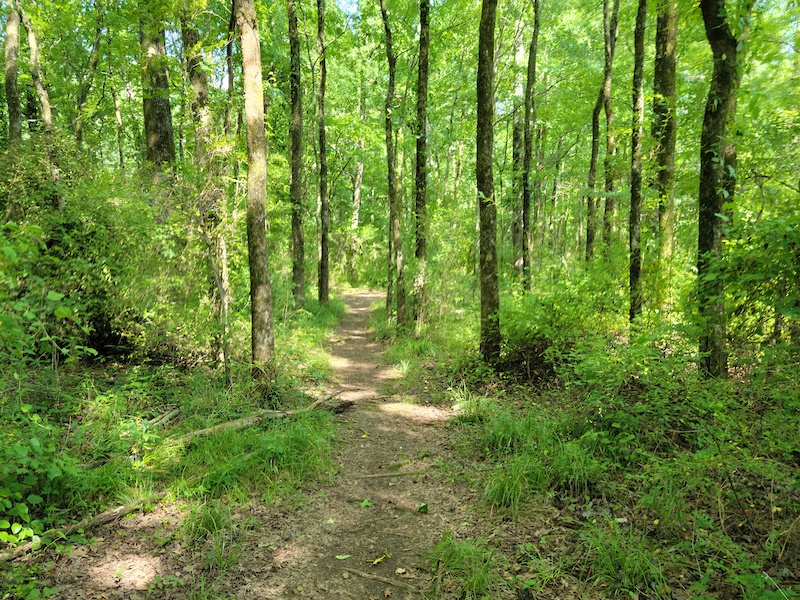 Sherwood Forest Mountain Biking Trail - Huntsville