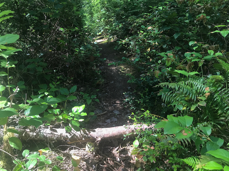 Trident Lakes - Naval Base Kitsap-Bangor, Silverdale Mountain Biking ...