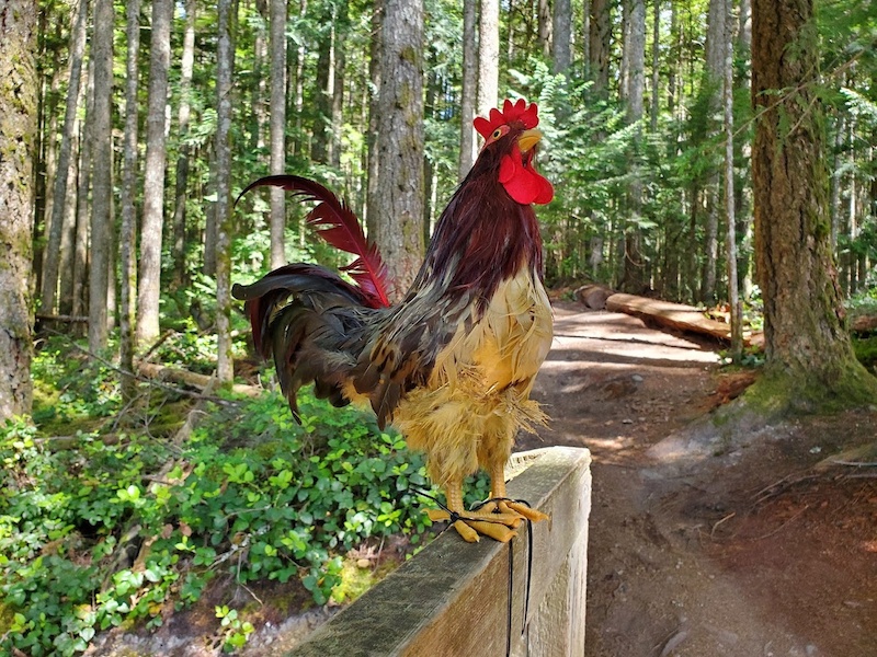 Mach Chicken Loop | Trailforks
