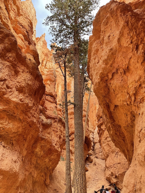 Navajo Loop Trail | Trailforks