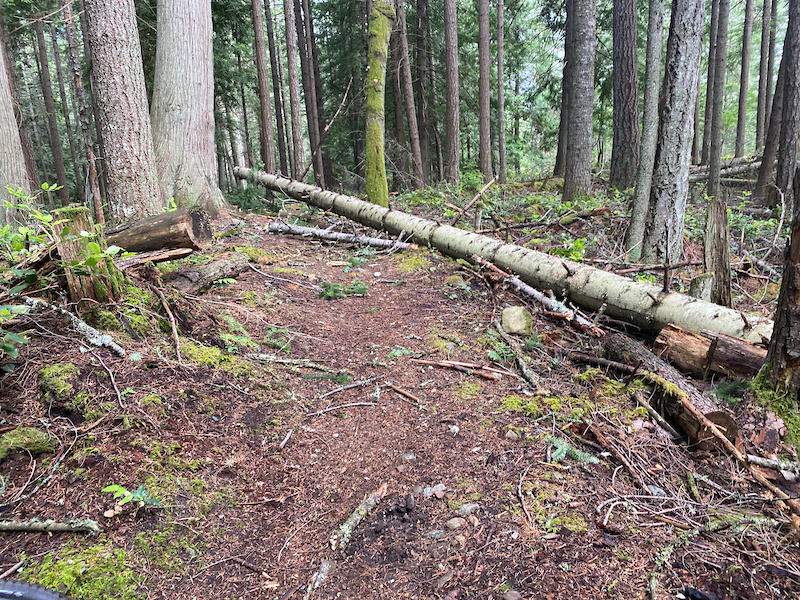 Upper Xylem Multi Trail - Duncan, British Columbia