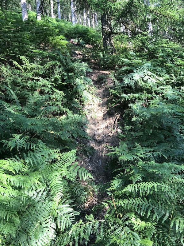 Triple Fix Mountain Biking Trail - | Trailforks