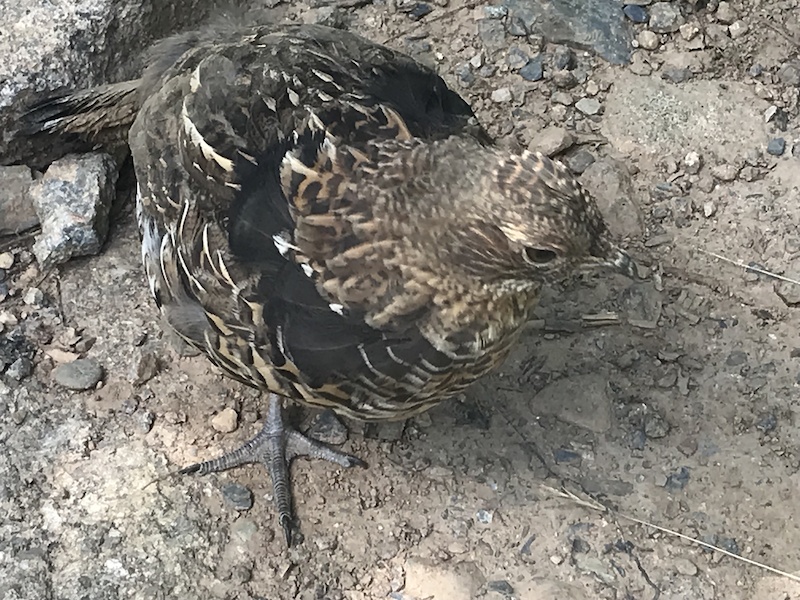 River Ridge Common, Bridgewater Mountain Biking Trails | Trailforks