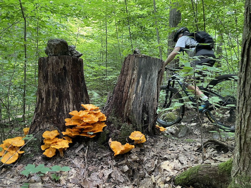 Graphite Range Community Forest, Wilton Mountain Biking Trails | Trailforks
