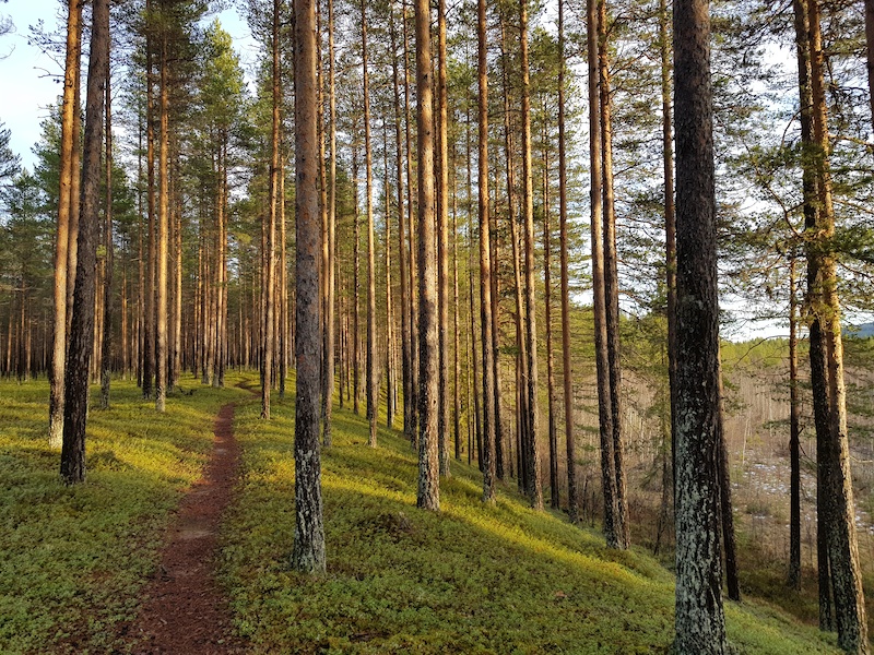 Heden Mountain Biking Trail - Storforsen, Älvsbyn