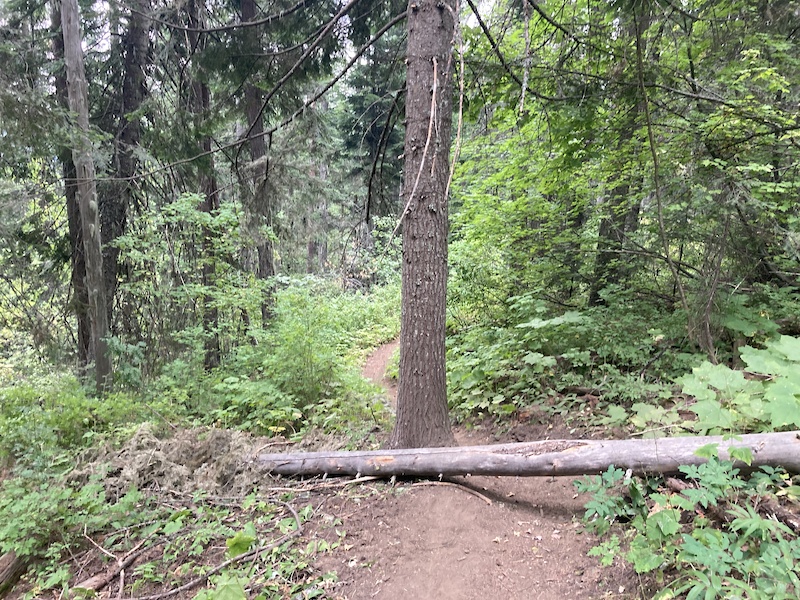 Trail 100 Mountain Biking Trail - Spokane, Washington