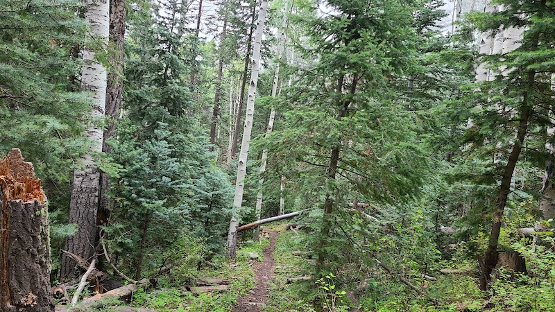 Kaibab National Forest (Williams District), Arizona Mountain Biking ...