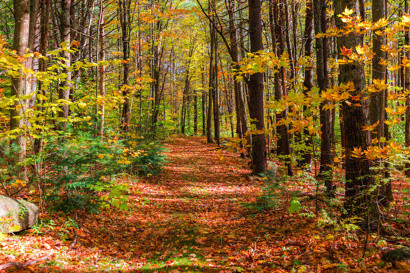 Holyoke Range State Park, Amherst Mountain Biking Trails | Trailforks