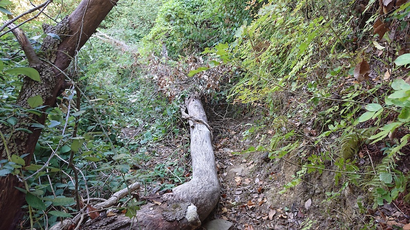 Pedro trail Mountain Biking Trail - | Trailforks