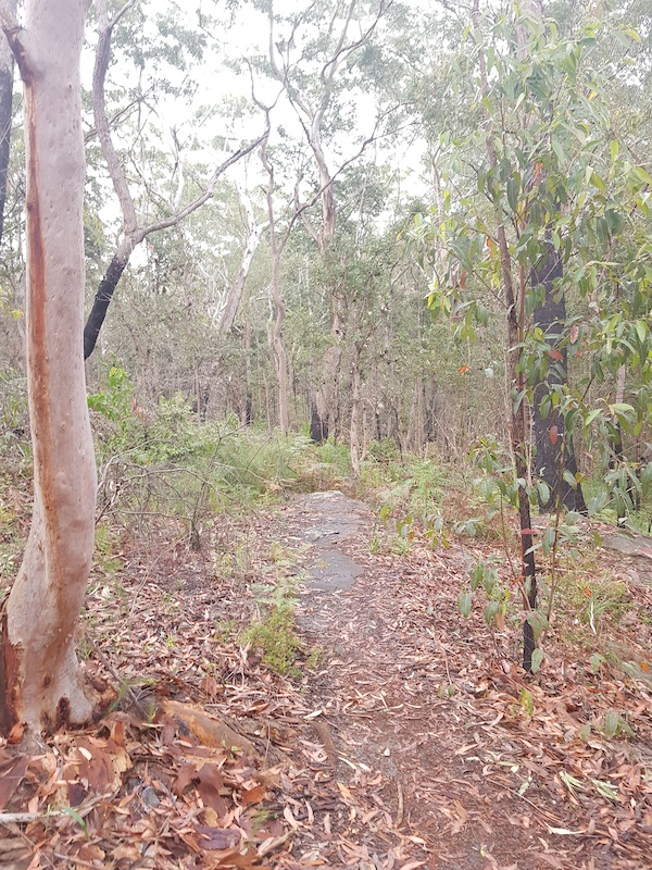 From the valley Mountain Biking Trail - Hornsby