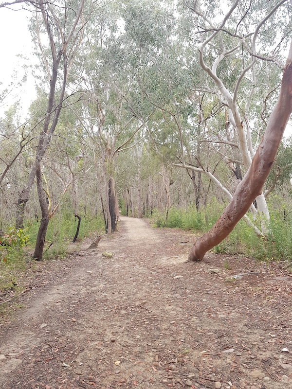 Mitchells Fire Trail Mountain Biking Trail - Hornsby