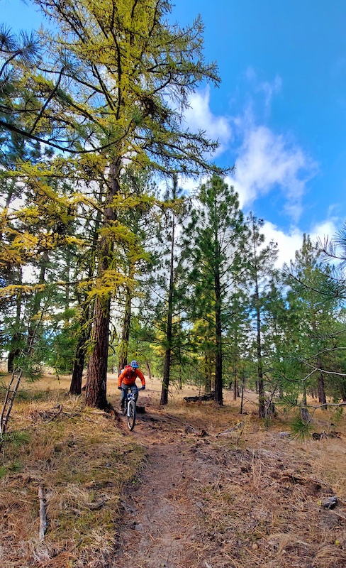 Naneum Ridge XC Loop Mountain Biking Trail - Ellensburg