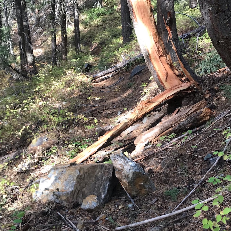 Oct 21, 2021 Twisp River Trail Trail Report | Trailforks