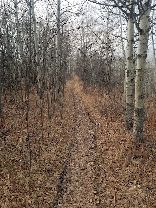 Glenmore Park & Weaselhead Flats Mountain Biking Trails | Trailforks