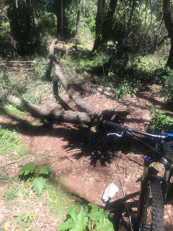 Duncans Creek Track Mountain Biking Trail - Gold Coast