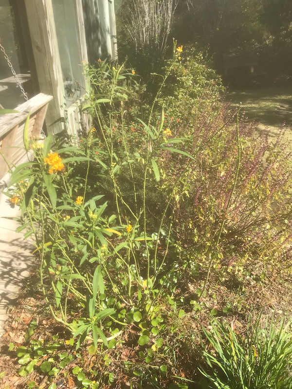 Catman Trail Multi Trail - Gulf Shores, Alabama