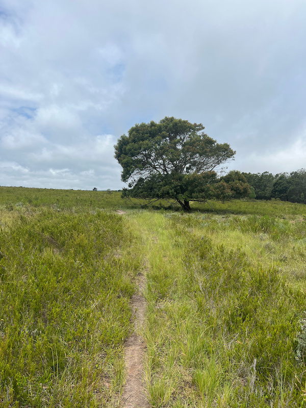 Vryheid Loop Multi Trail - Plettenberg Bay | Trailforks