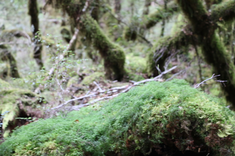 Lake Gunn Nature Walk Hiking Trail - Southland