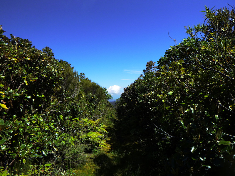 Puniho Track Hiking Trail - Taranaki | Trailforks