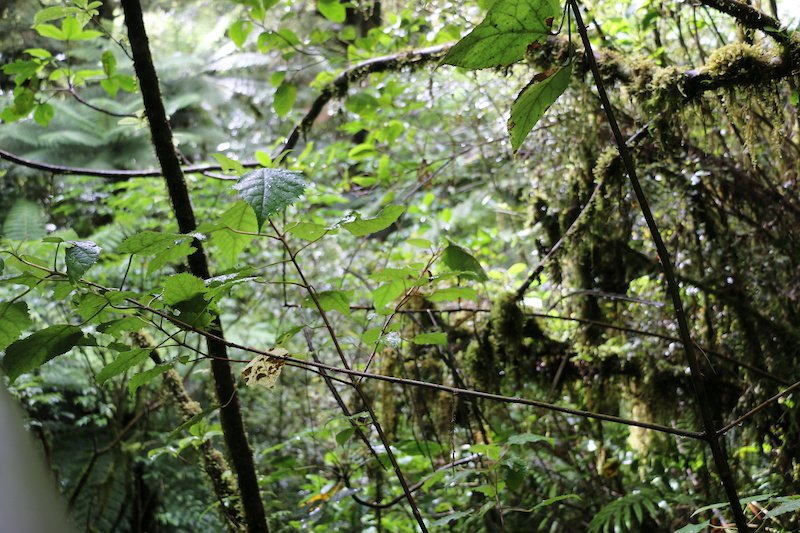The Chasm Walk Hiking Trail - Southland | Trailforks