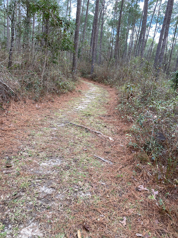 Red Roberts Mountain Biking Trail - Adel, Georgia