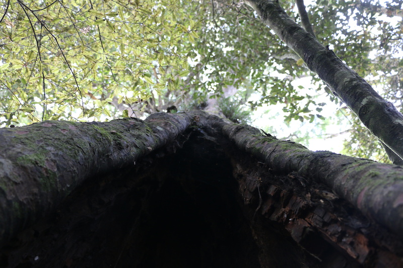Purakaunui Falls Walk Hiking Trail - | Trailforks