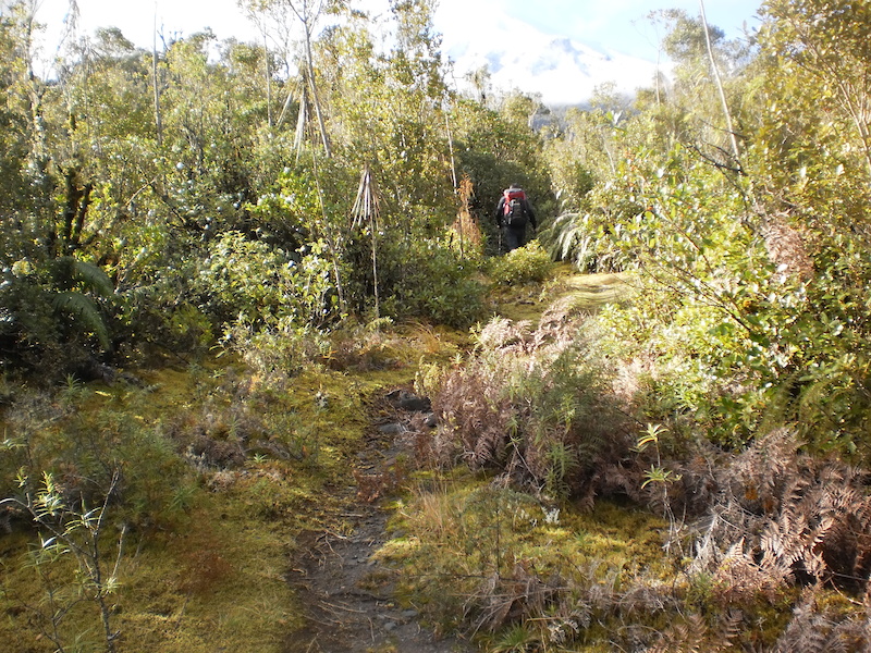 Ihaia Track Hiking Trail - Taranaki | Trailforks