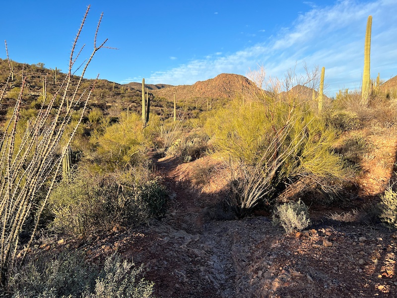 Bowen Multi Trail - Tucson, Arizona | Trailforks